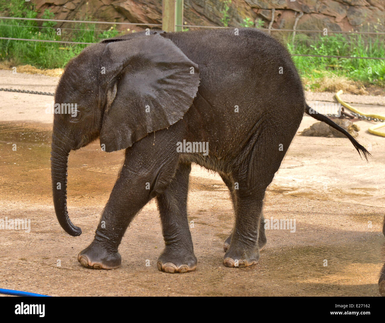 Elephant west midlands safari park hi-res stock photography and images ...
