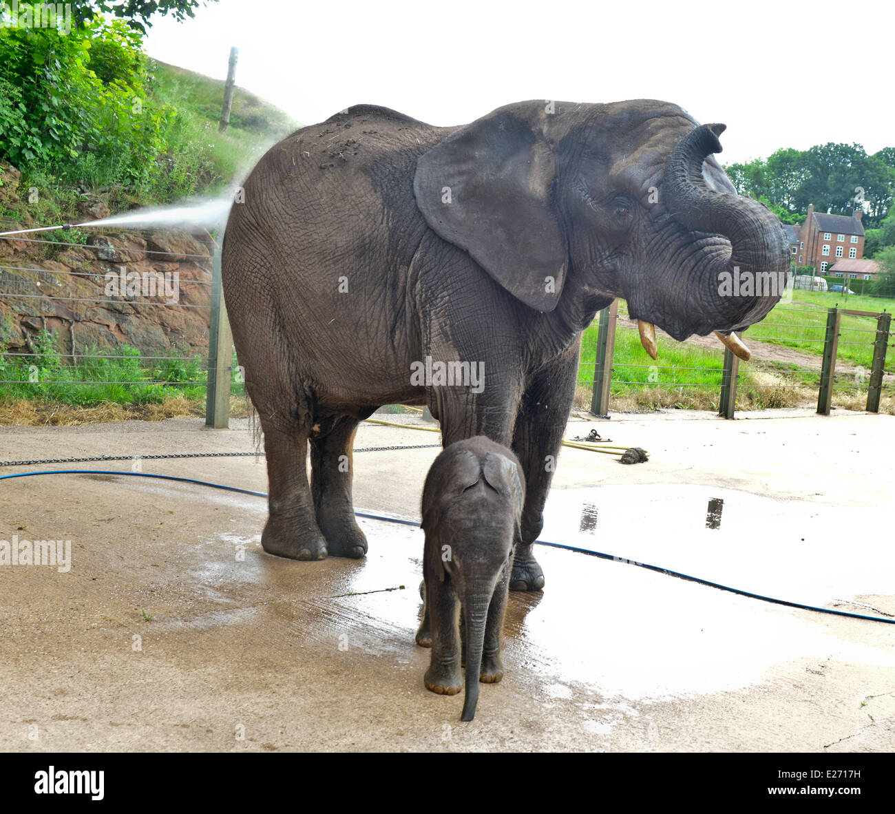 Bewdley, UK. 16th June, 2014. "Sutton", the new baby elephant at West ...
