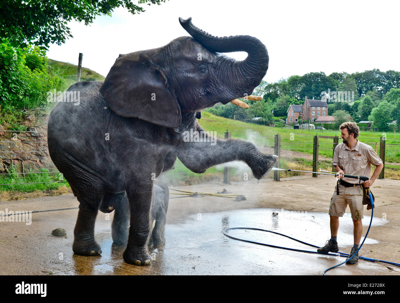 Bewdley, UK. 16th June, 2014. "Sutton", the new baby elephant at West ...