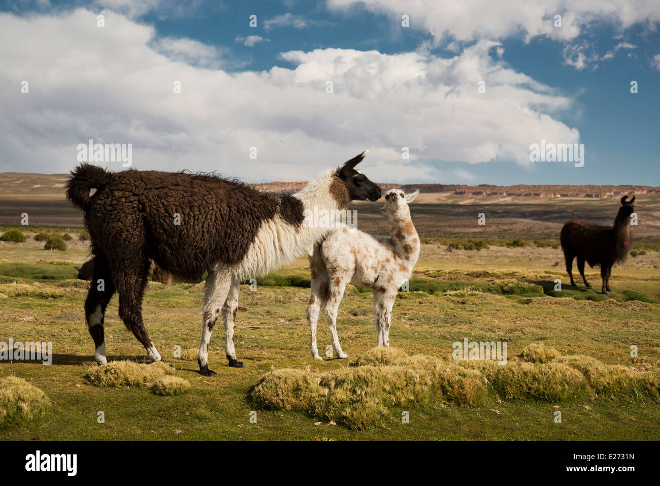 Llama llamas hi-res stock photography and images - Alamy
