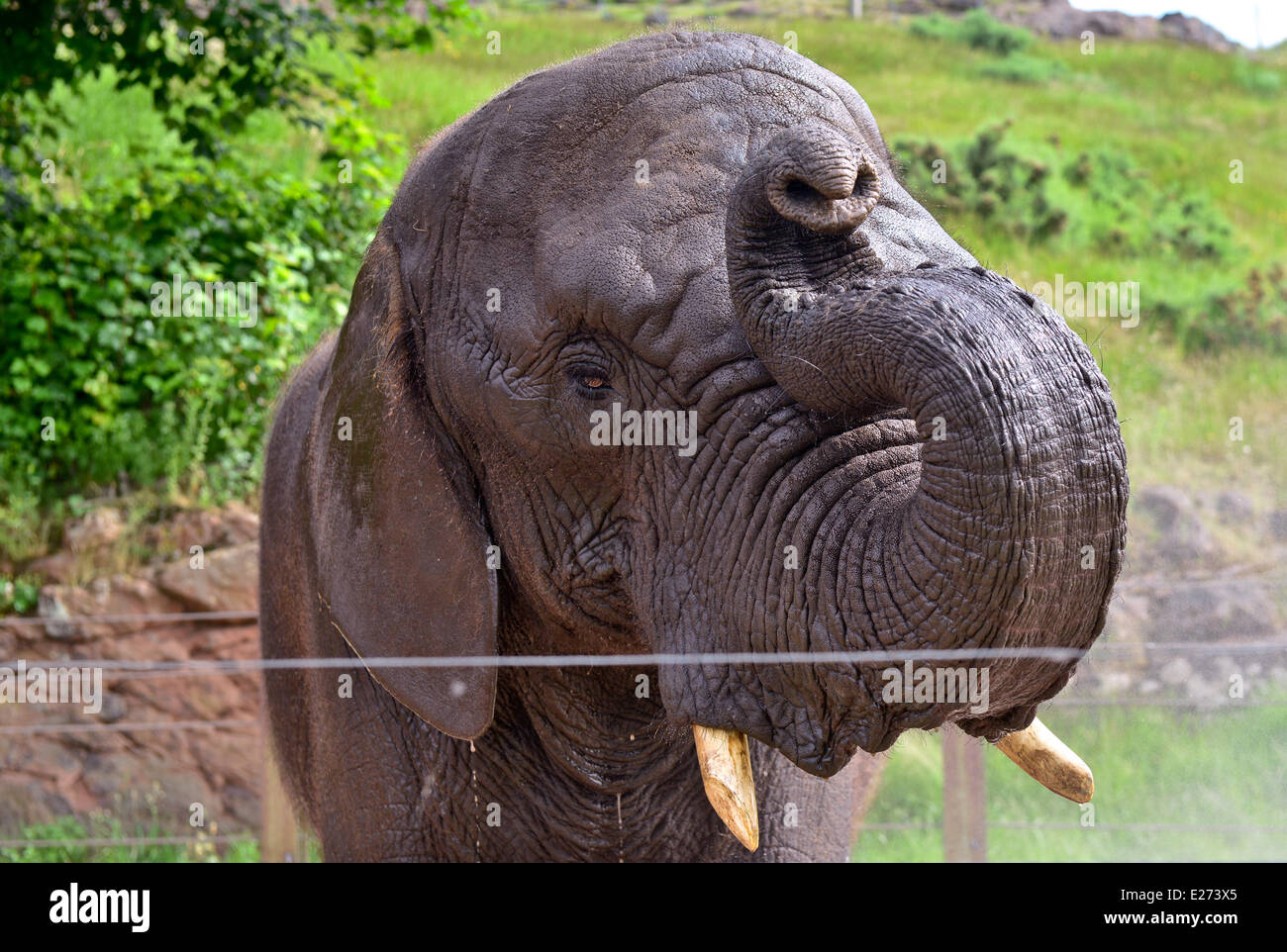 Bewdley, UK. 16th June, 2014. "Sutton", the new baby elephant at West ...