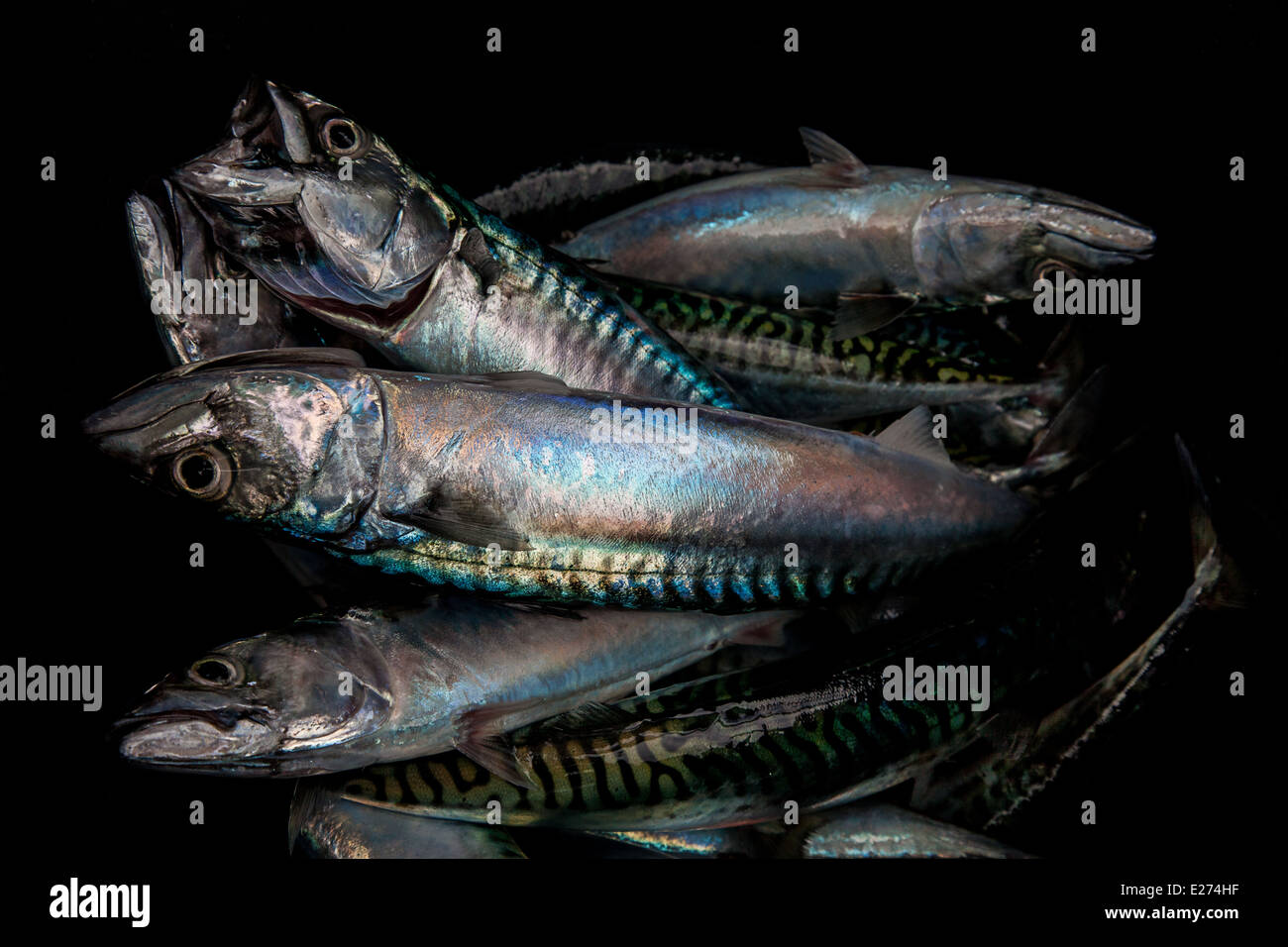Mackerel, freshly caught by fishermen, in Dartmouth, Devon, England ...