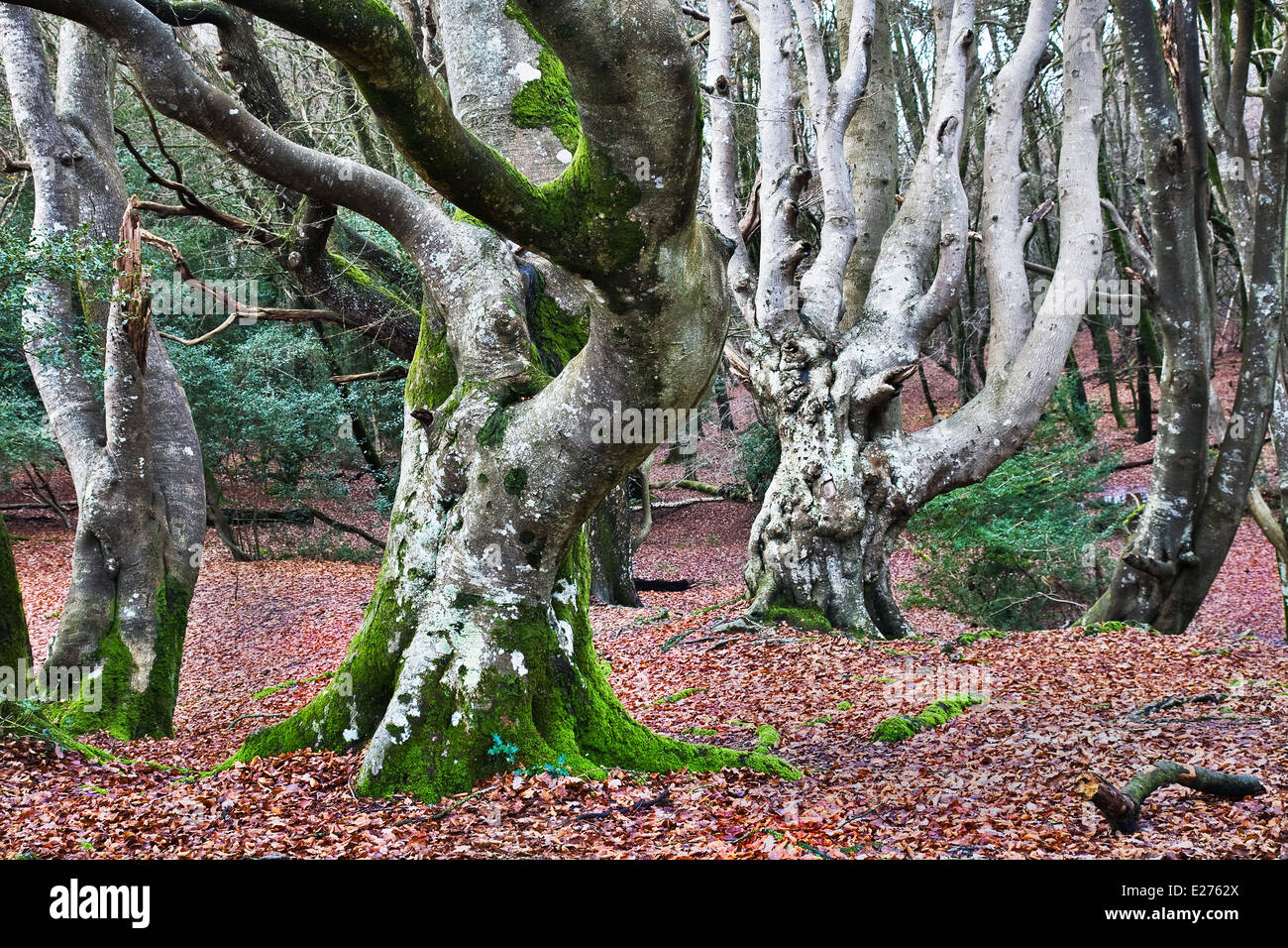 Coppiced tree winter woodland hi-res stock photography and images - Alamy
