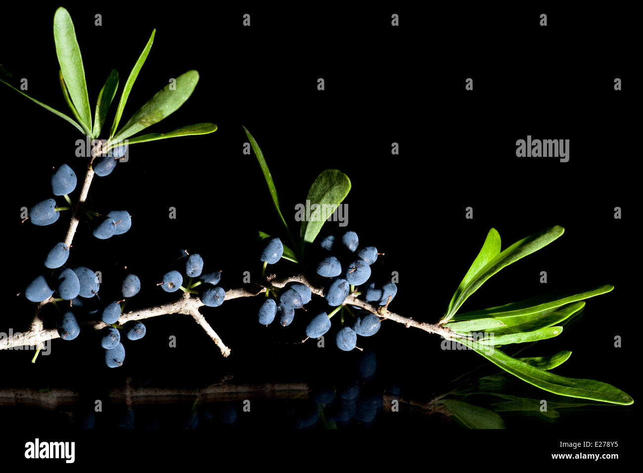 Bumelia High Resolution Stock Photography and Images - Alamy