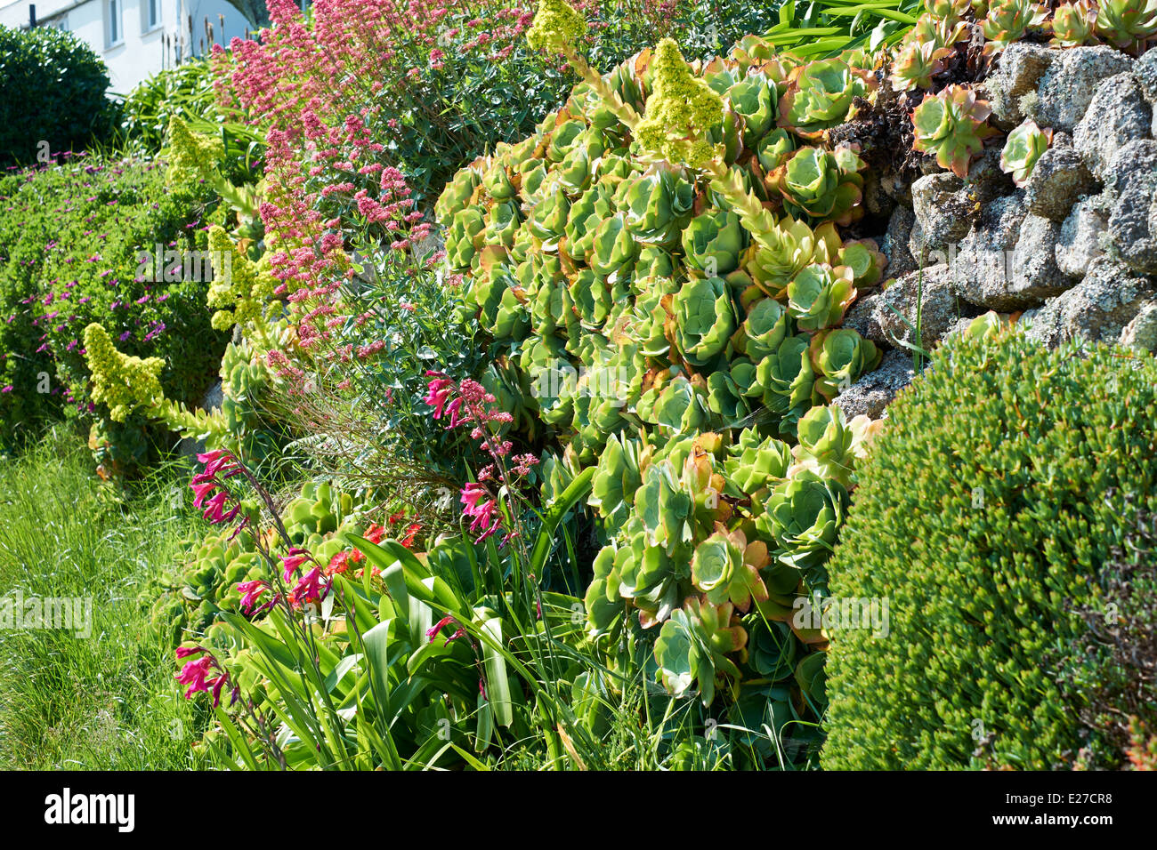 Plants and flowers growing out of a wall, Bryher, Isles of Scilly 2014 ...