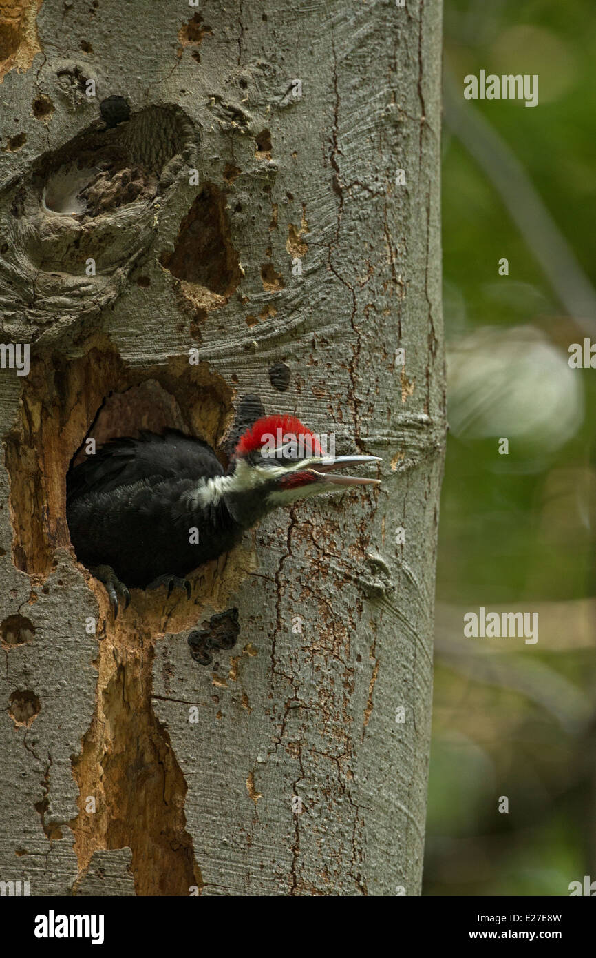 Pileated Woodpecker (Dryocopus pileatus, formerly Picus pileatus ...