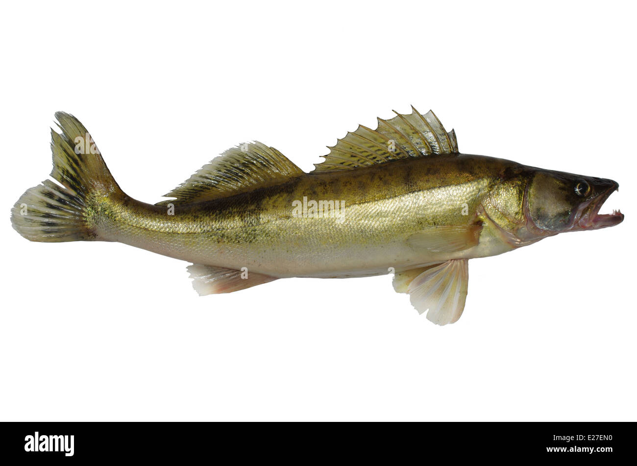 long sander on white background Stock Photo - Alamy