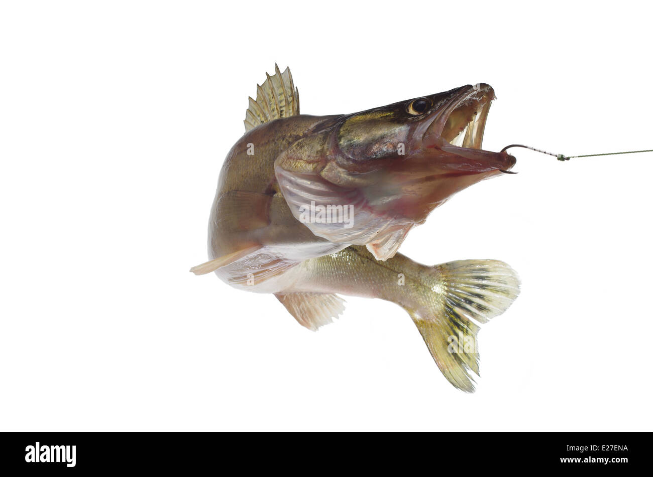 long sander on white background Stock Photo - Alamy