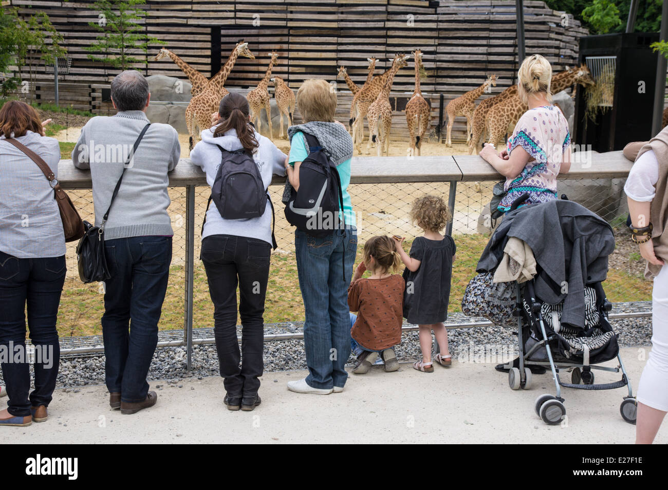 Visitors looking at giraffes, Paris Zoo France Stock Photo - Alamy