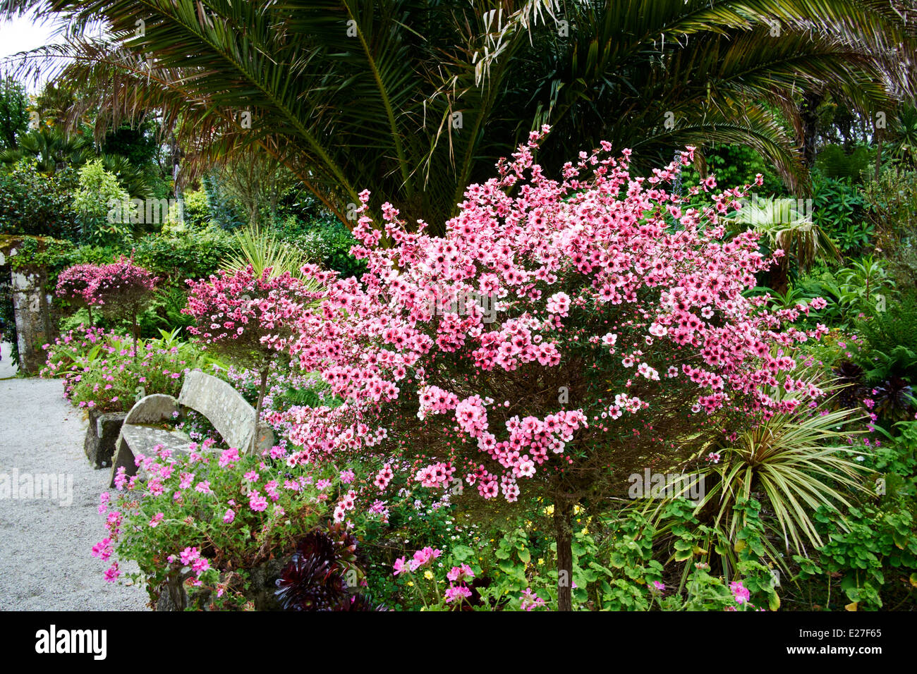Flowers in Abbey Gardens, Tresco, Isles of Scilly 2014 Stock Photo - Alamy
