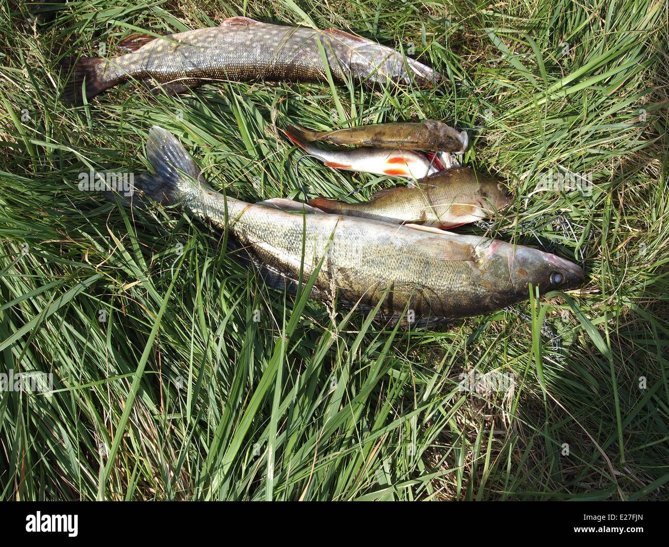 angling trophy on grass background Stock Photo - Alamy