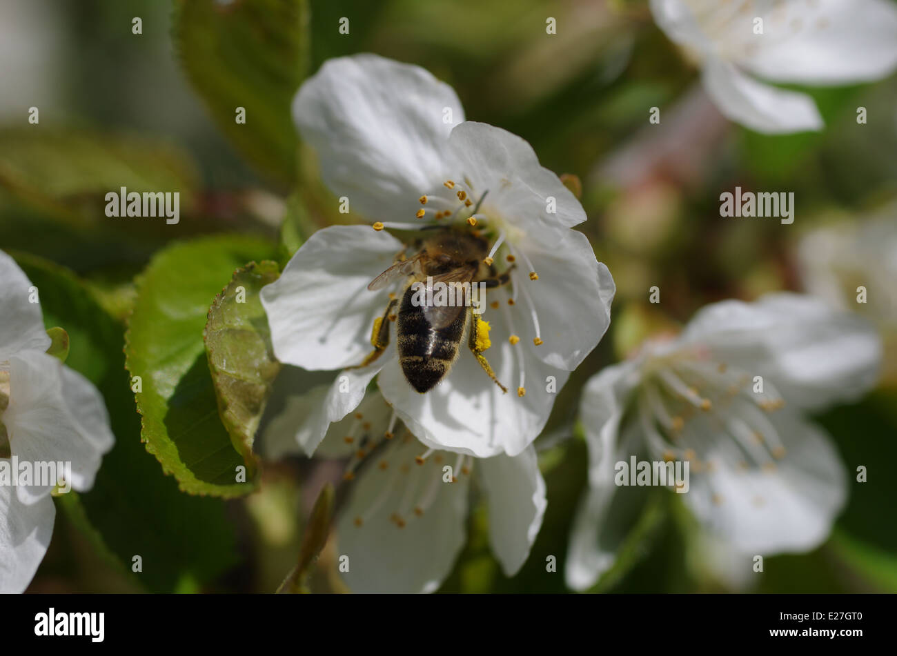 bee on apple-tree's flower Stock Photo - Alamy