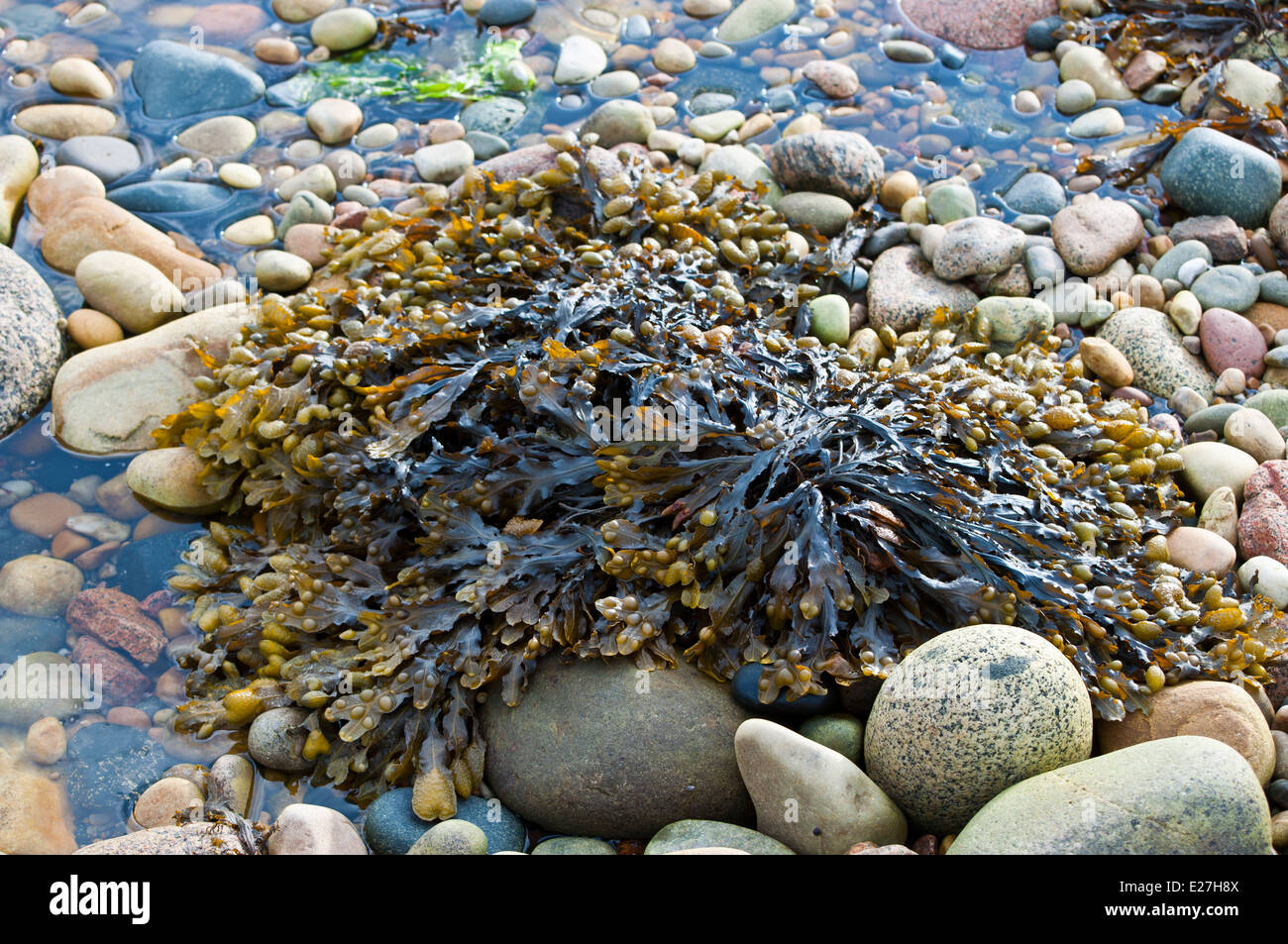 Wrack seaweed focus serratus in pool on pebble beach Stock Photo - Alamy