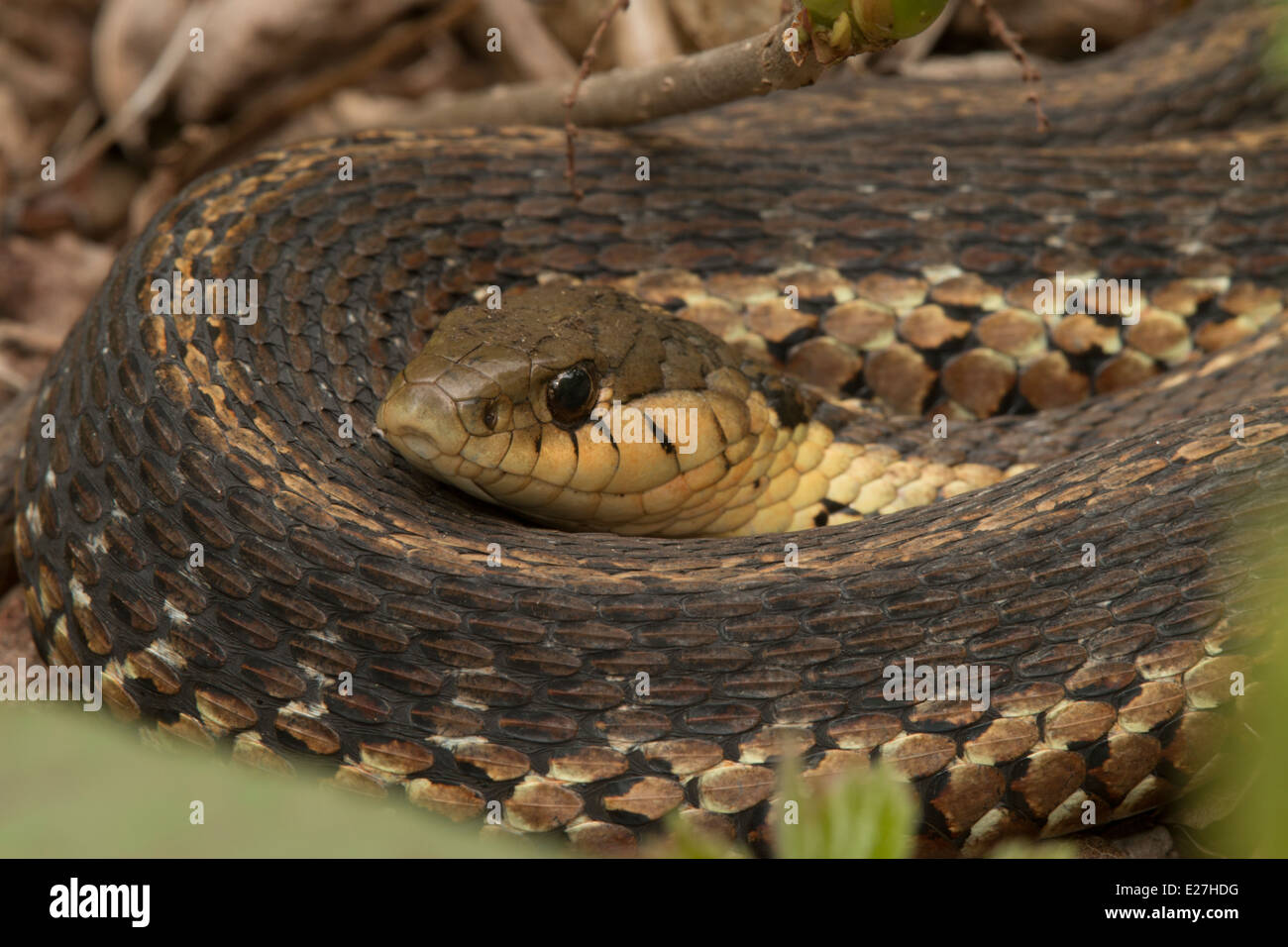 Common garter snake, Thamnophis sirtalis, Pennsylvania Stock Photo - Alamy