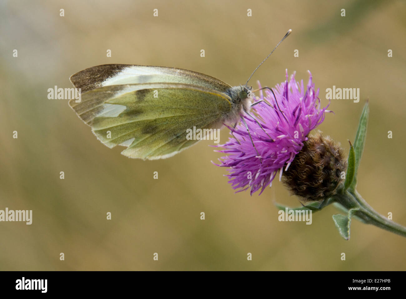 white buttrfly on wild Scabious Stock Photo - Alamy