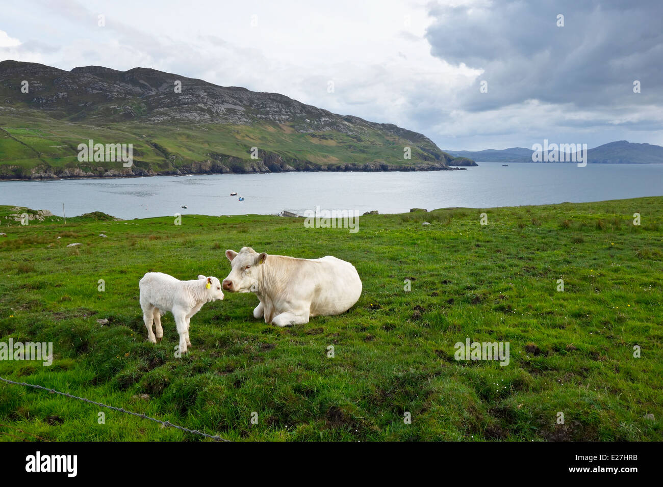 Irish calf hi-res stock photography and images - Alamy