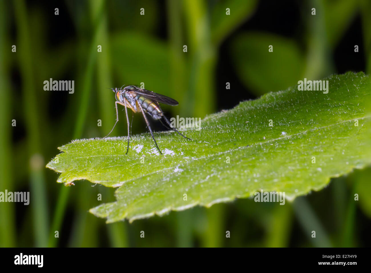 Portrait of a forest fly Stock Photo - Alamy