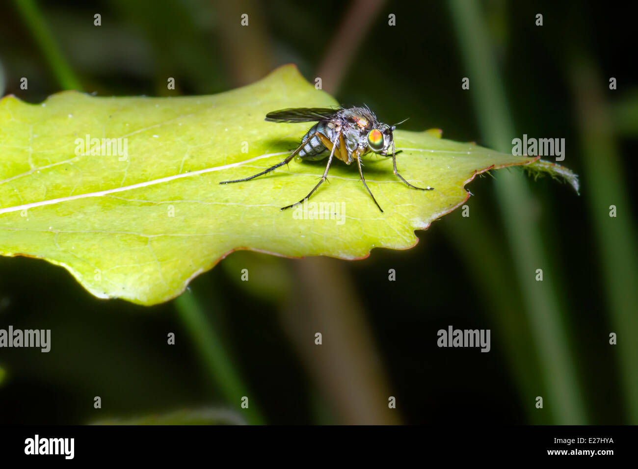 Holding a piece of grass hi-res stock photography and images - Alamy