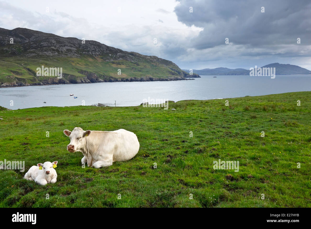 Irish charolais hi-res stock photography and images - Alamy