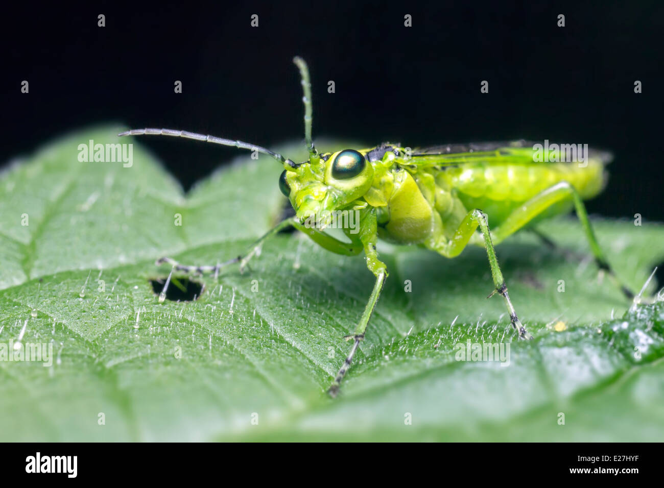 Portrait of a green bug Stock Photo - Alamy