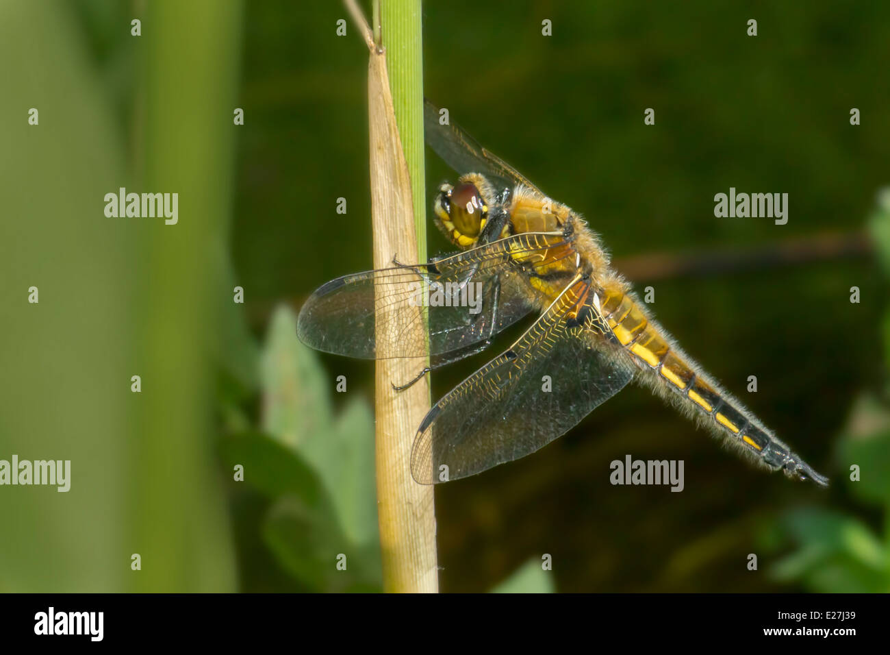 The skimmer, Libellulidae Stock Photo - Alamy