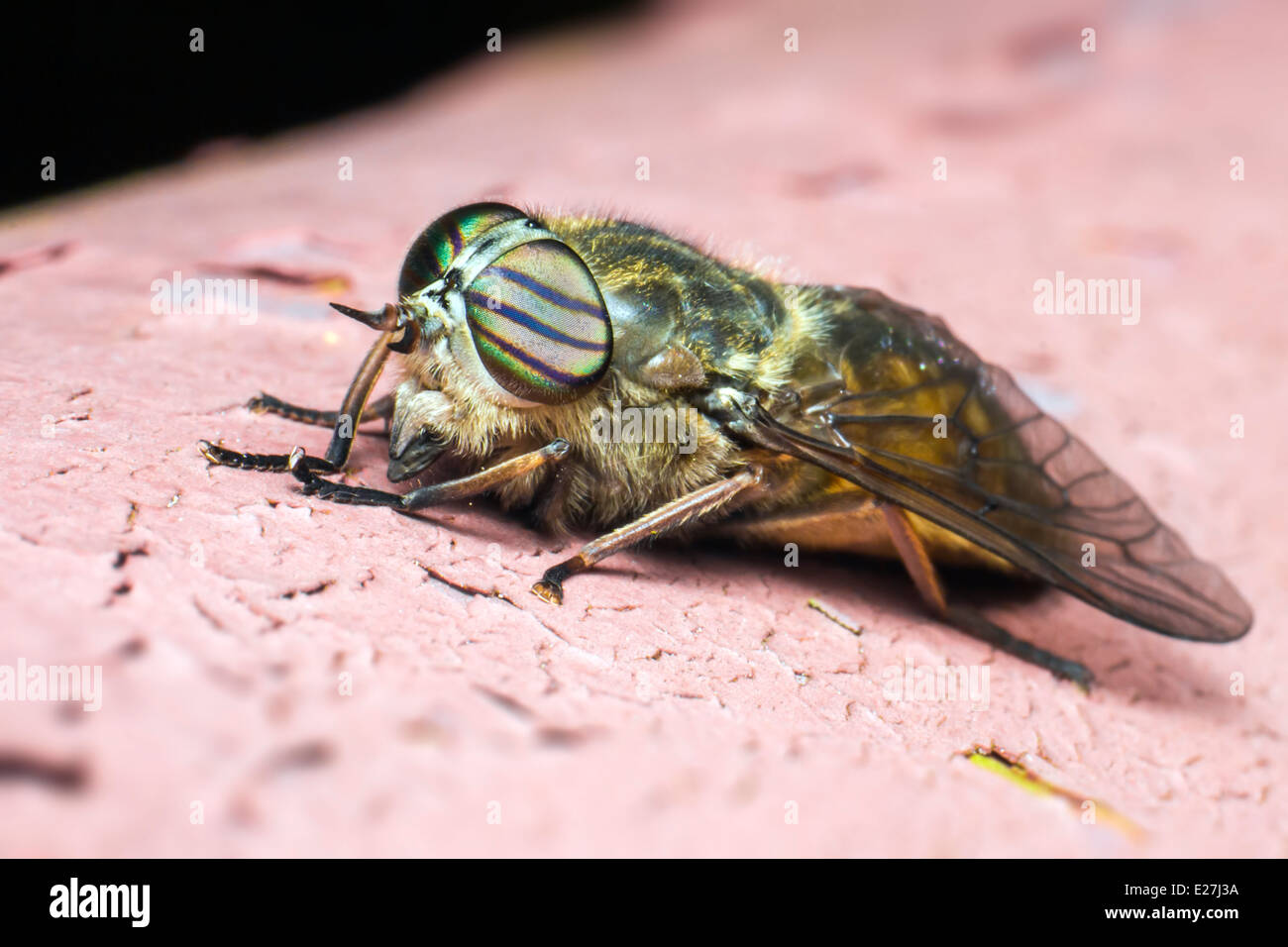 Gadfly hi-res stock photography and images - Alamy