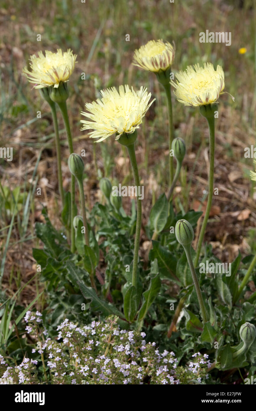 yellow Colts-foot flowers Stock Photo - Alamy
