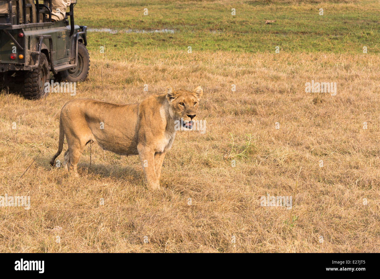 African safari jeep and lion hi-res stock photography and images - Alamy