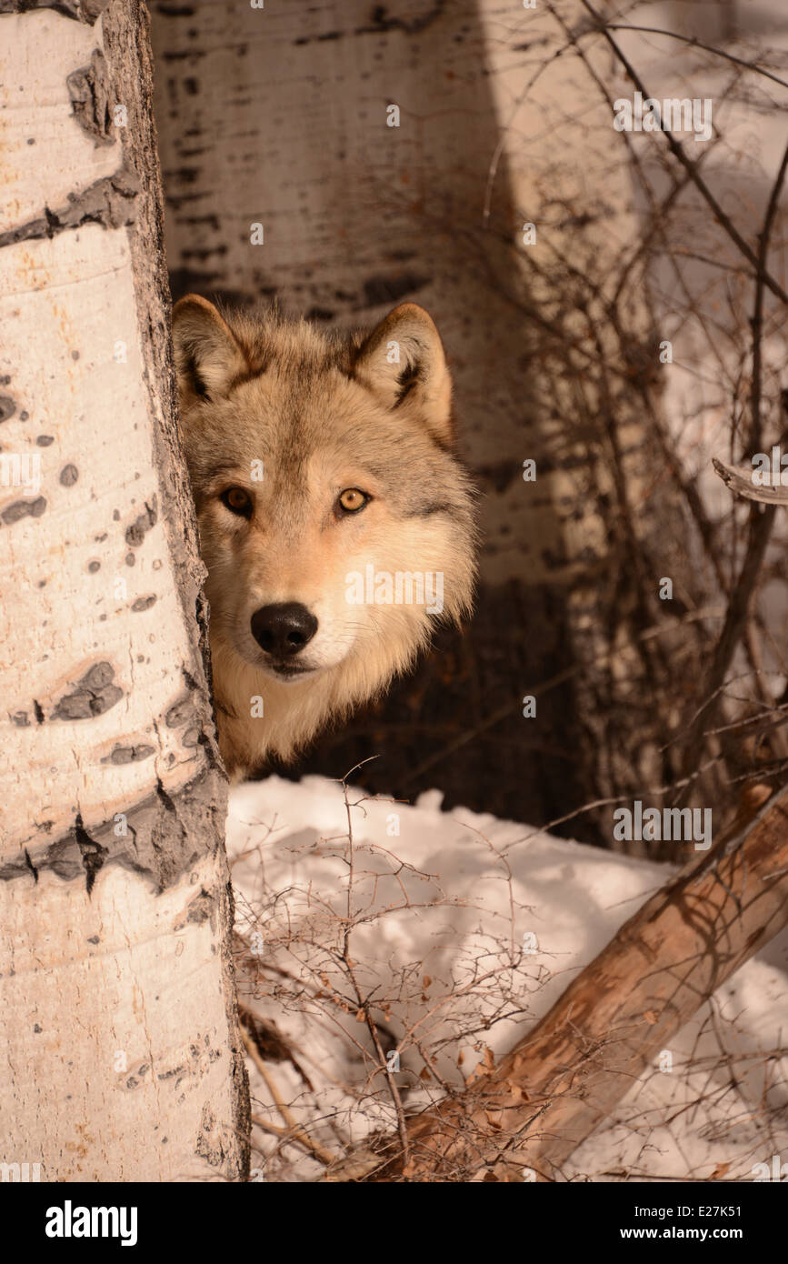 wolf in trees in snow Stock Photo - Alamy