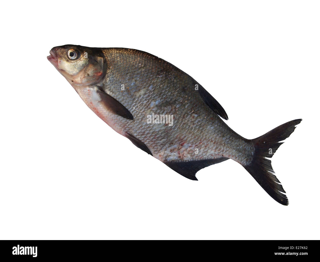 large fresh bream on white background Stock Photo - Alamy