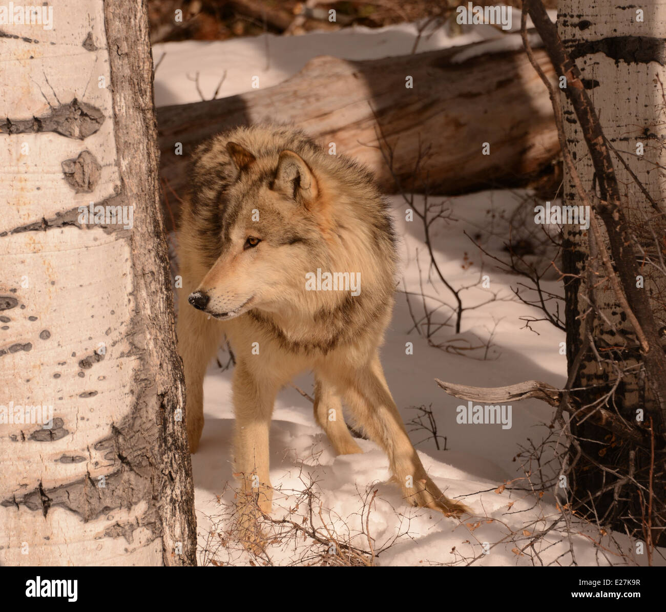 Wolf in hi-res stock photography and images - Alamy