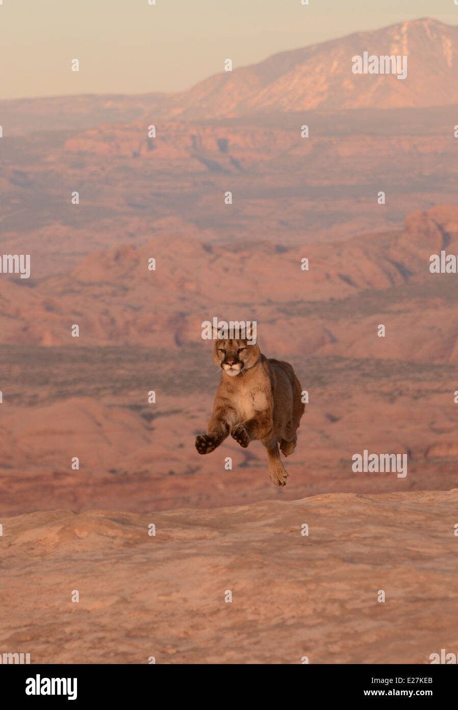 Jumping of the lion hi-res stock photography and images - Alamy