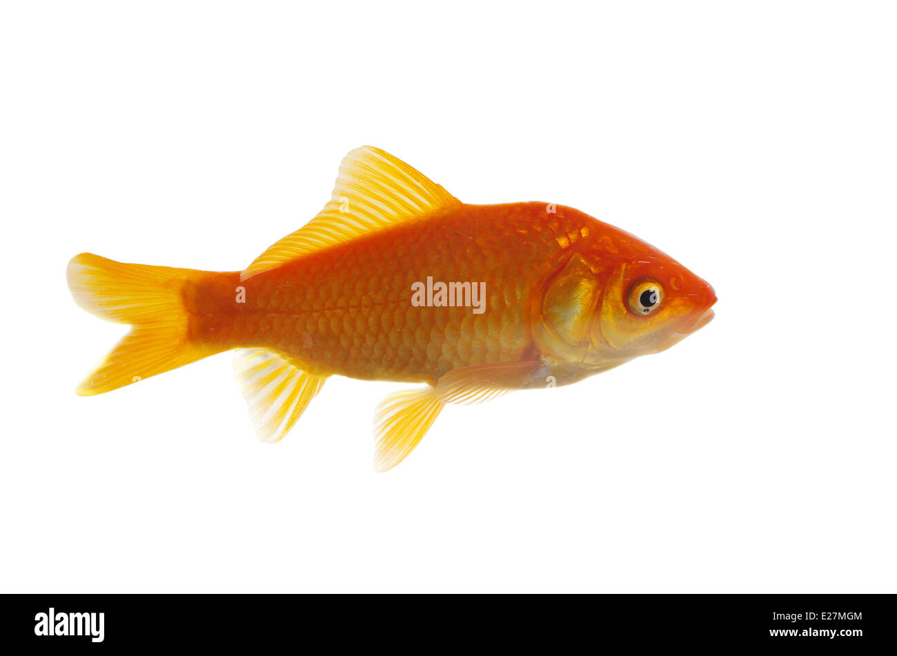 crucian carp on white background Stock Photo - Alamy