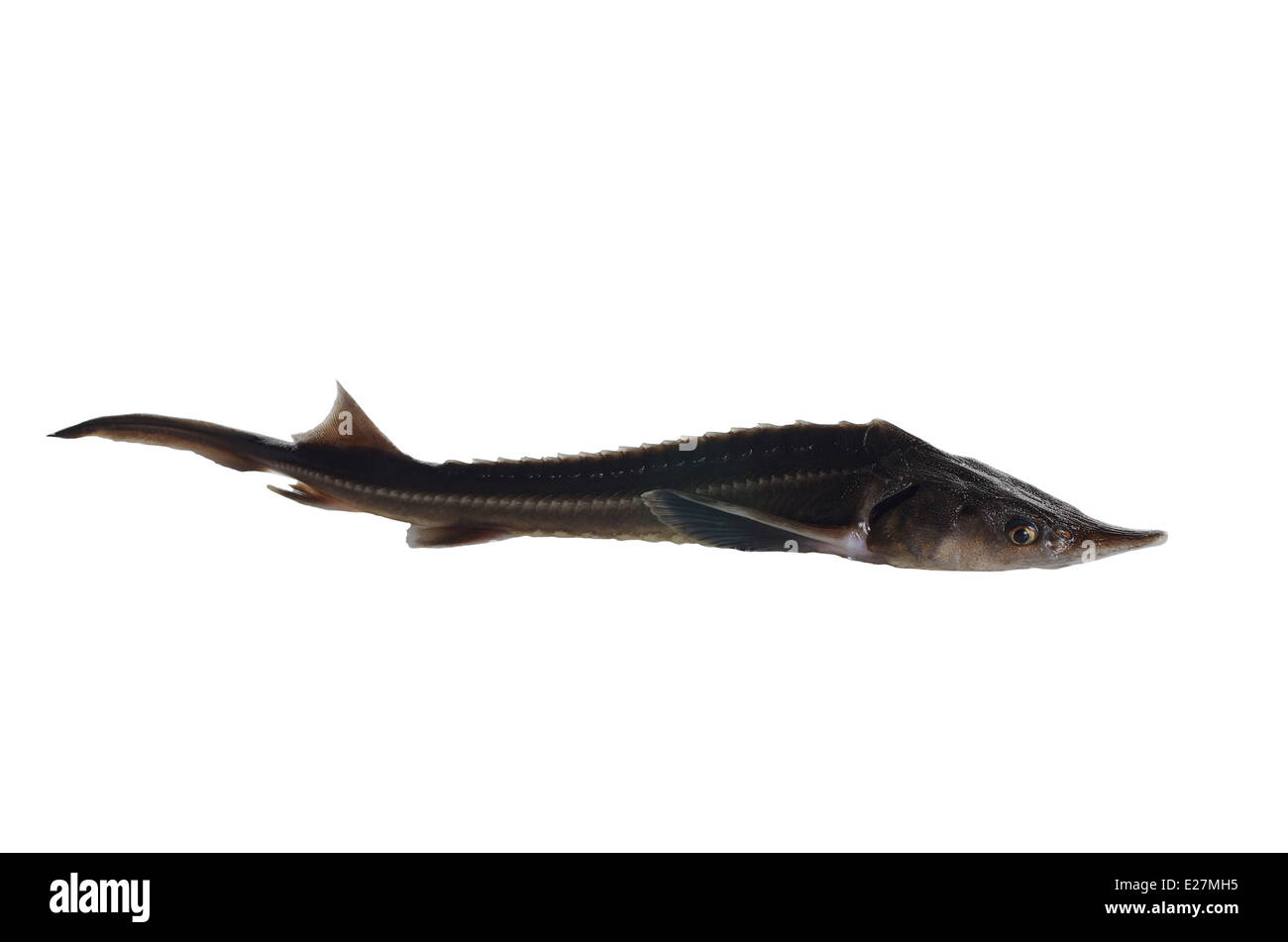 sturgeon on white background Stock Photo - Alamy