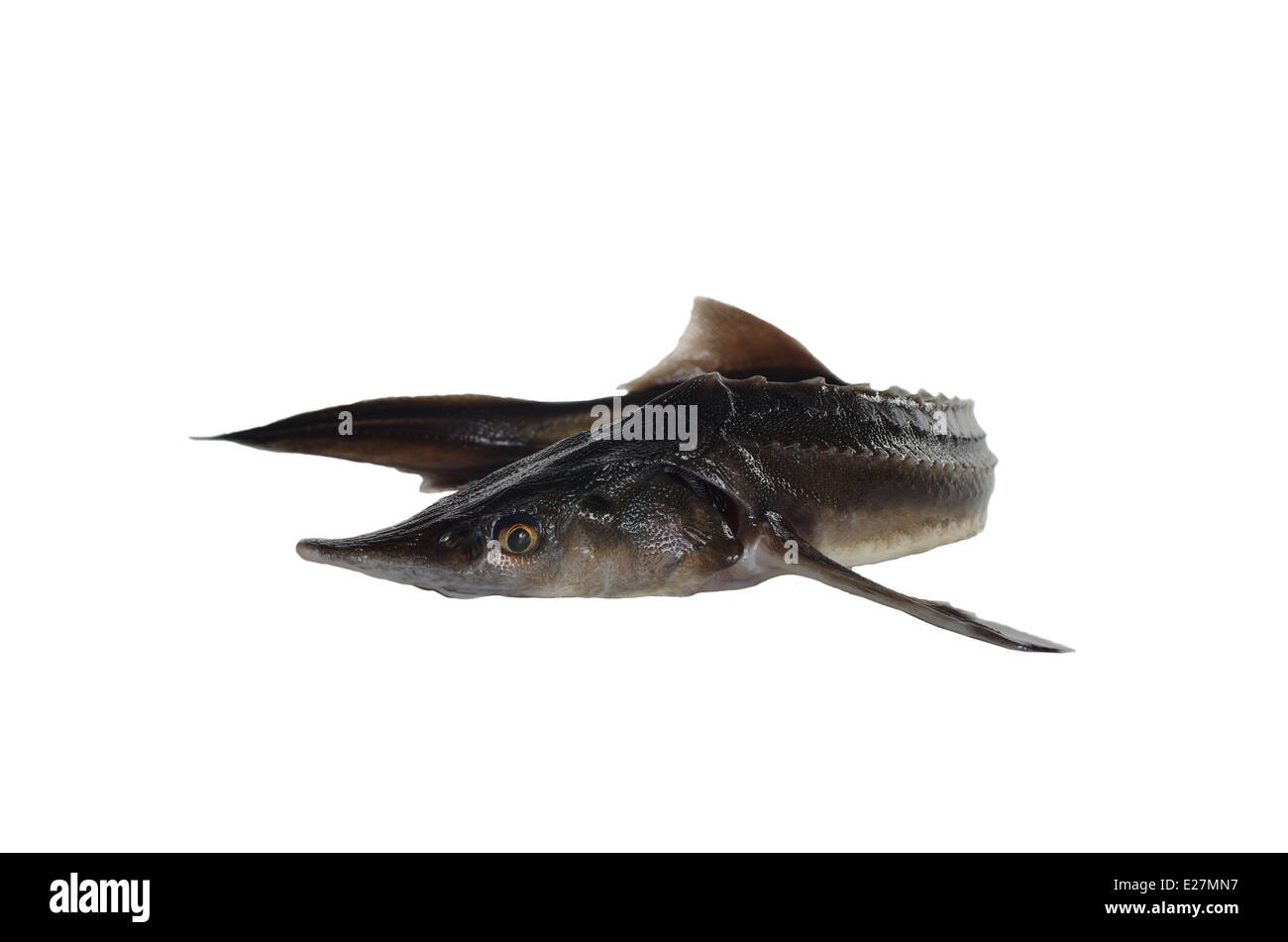 Raw fresh fish sturgeon Cut Out Stock Images & Pictures - Alamy