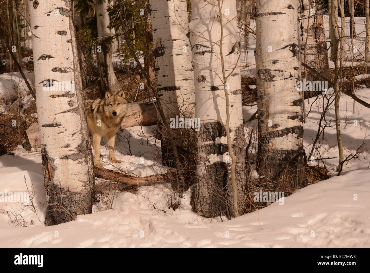 Wolf in snow hi-res stock photography and images - Alamy