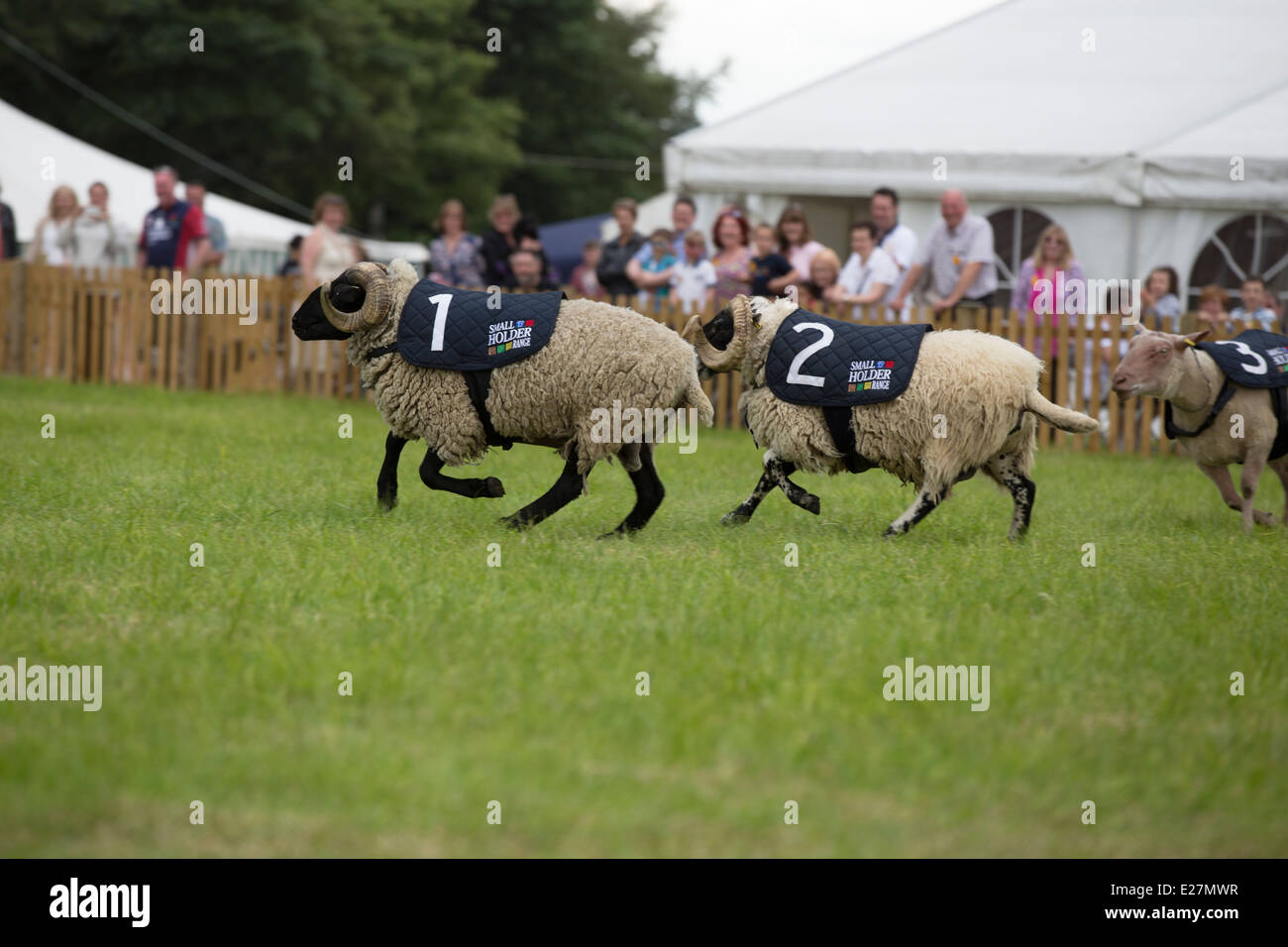 Racing sheep hi-res stock photography and images - Alamy