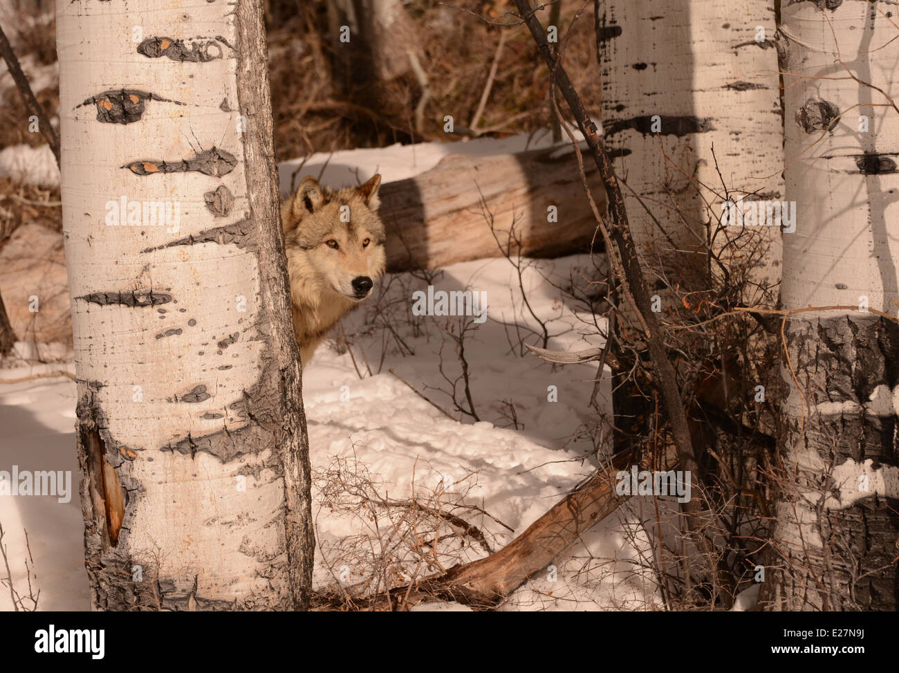 wolf in snow looking around a tree Stock Photo - Alamy