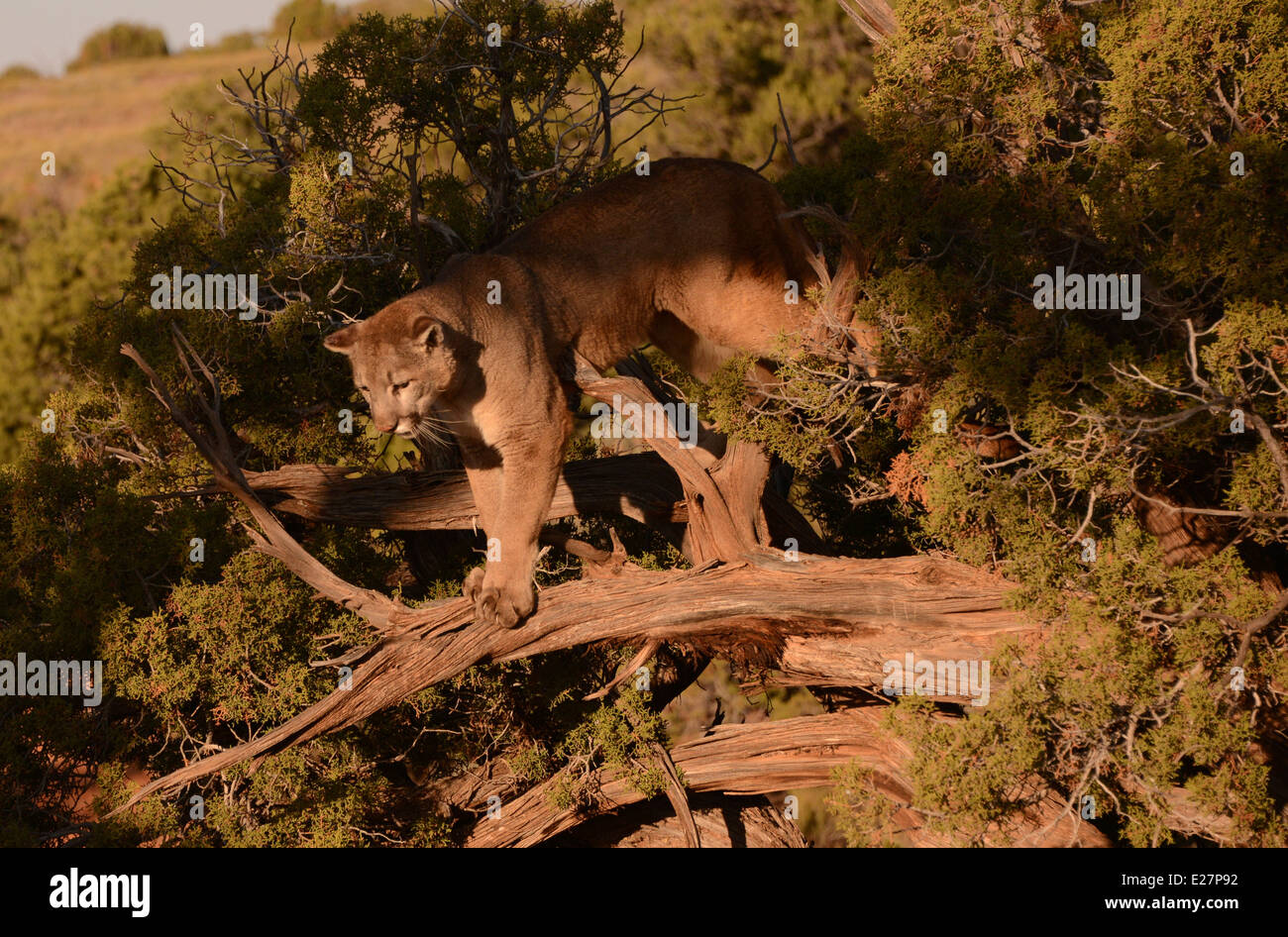 mountain lion in tree in shadow Stock Photo - Alamy