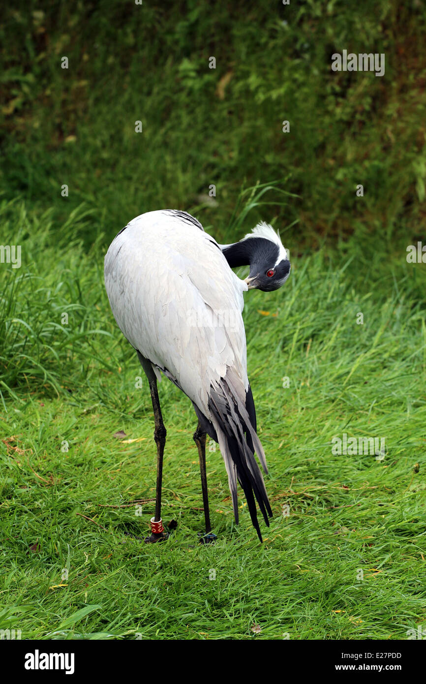 Crane preening hi-res stock photography and images - Alamy