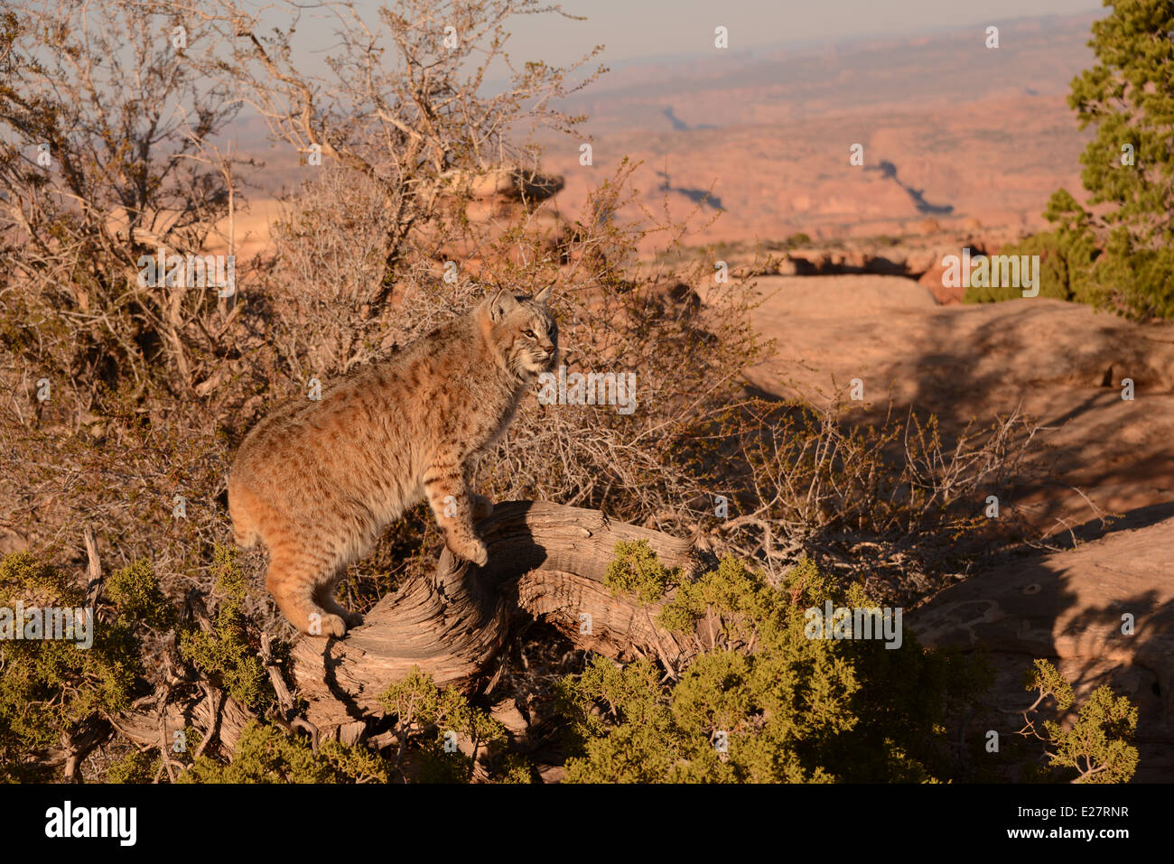 Bobcat in tree hi-res stock photography and images - Alamy