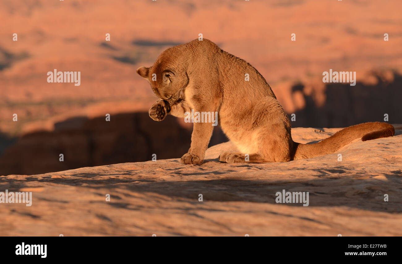 mountain lion cleaning itself Stock Photo - Alamy