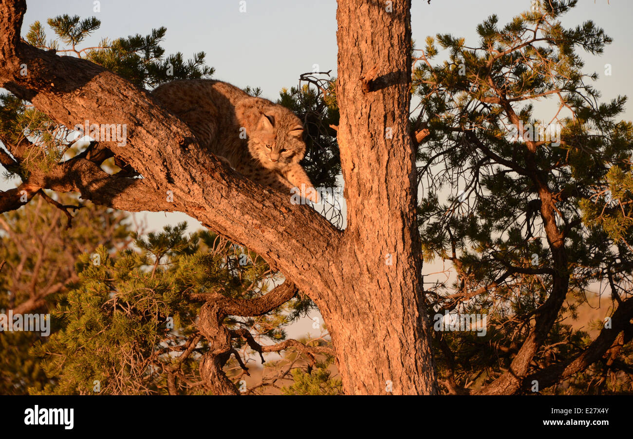 bobcat in tree Stock Photo - Alamy