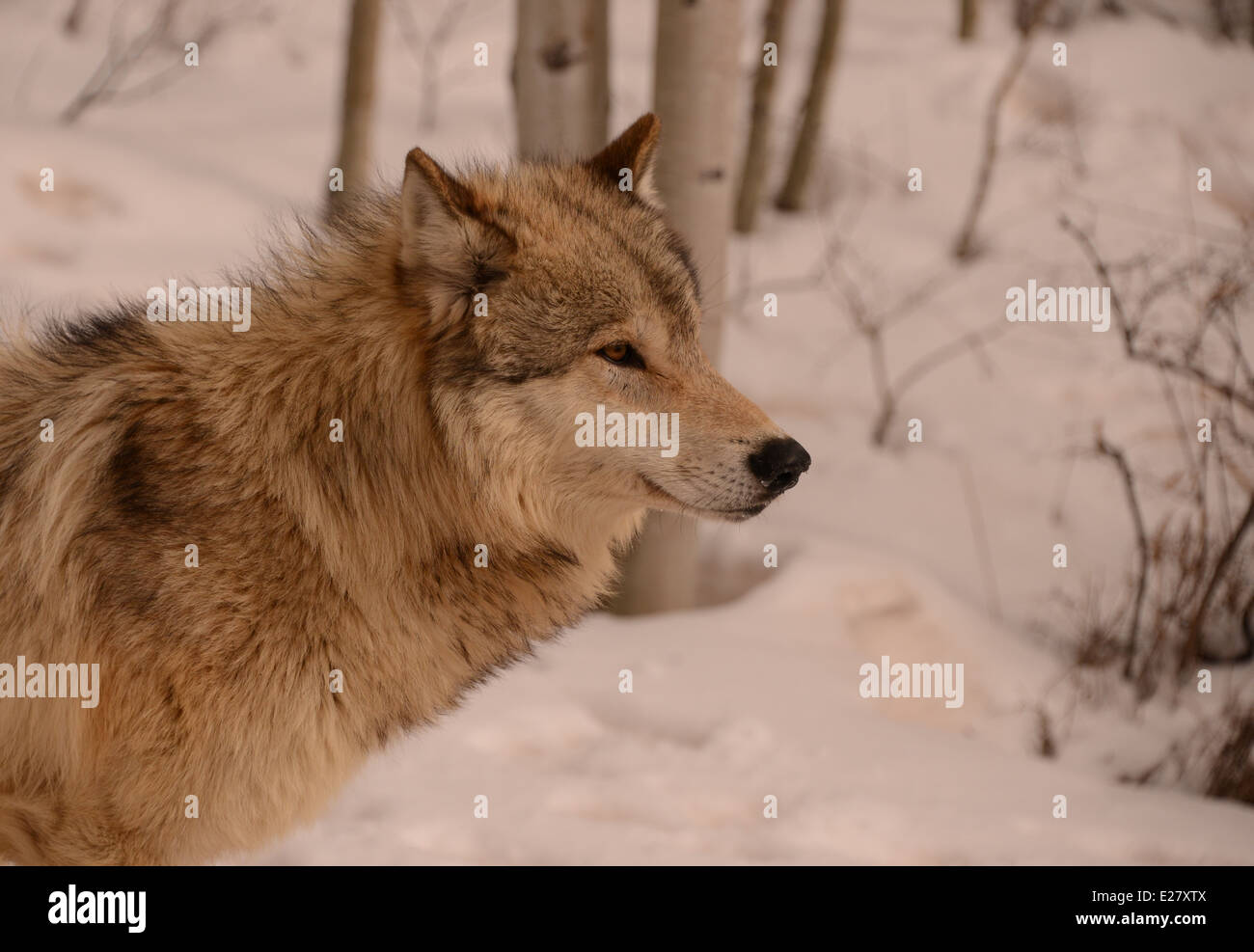 wolf in snow Stock Photo - Alamy