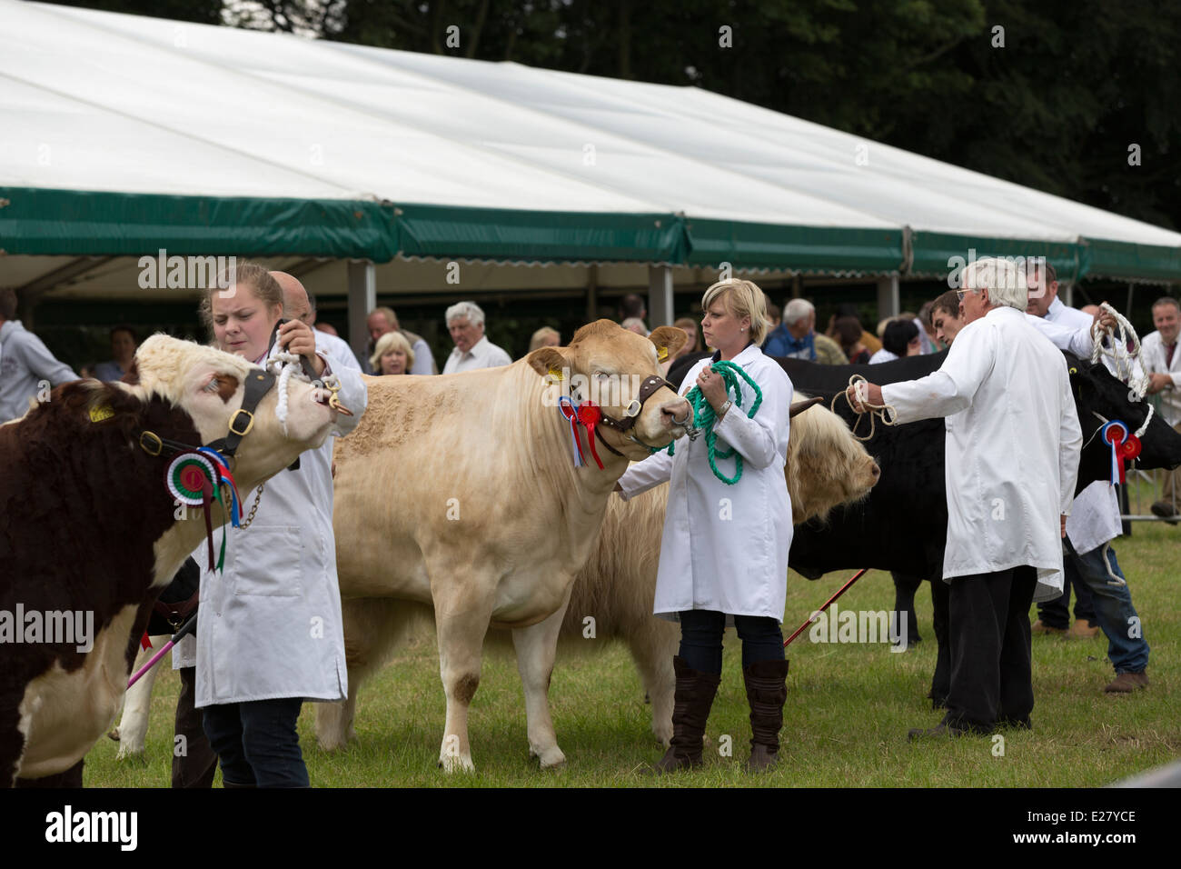 UK, Honley, Honley Show, Best Cow judging lineup Stock Photo - Alamy