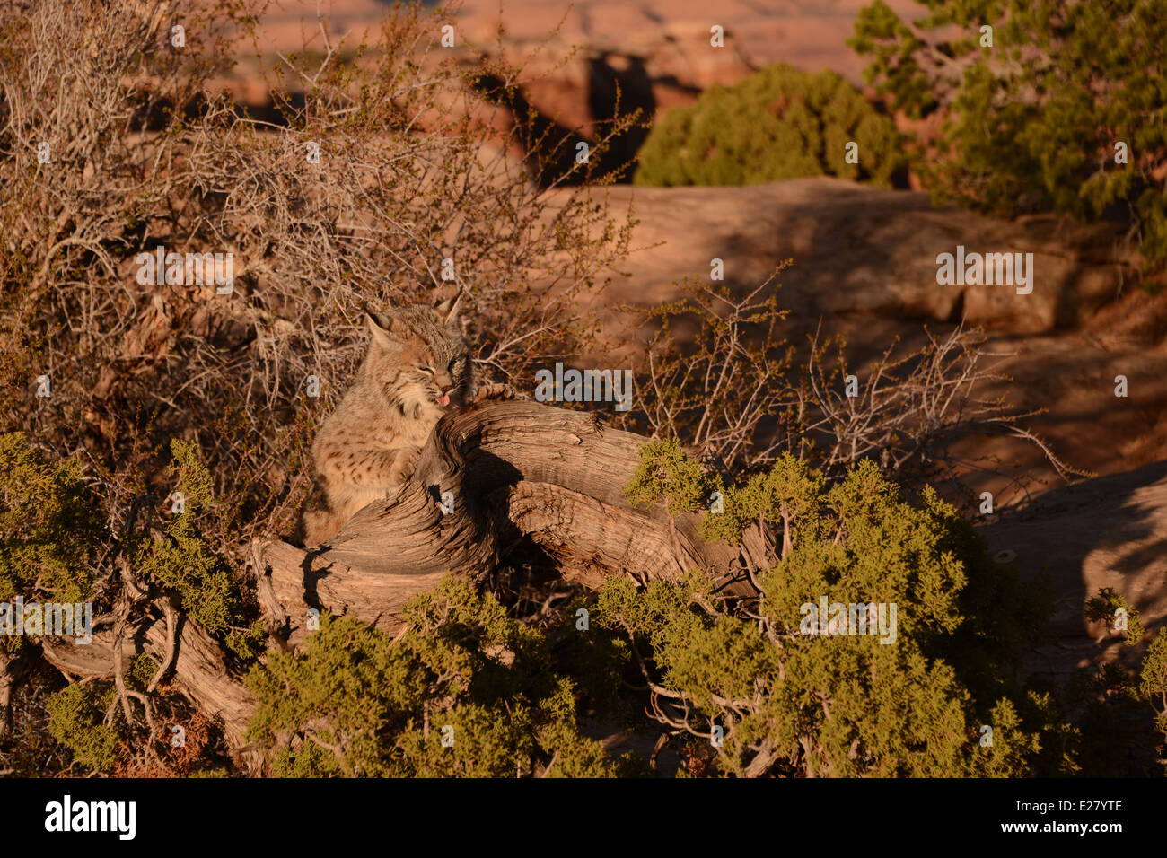 bobcat in a tree Stock Photo - Alamy