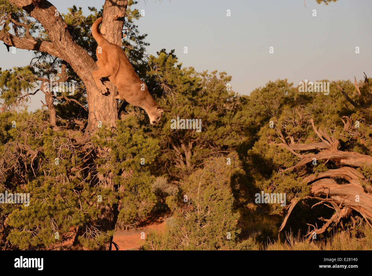 mountain lion jumping from tree Stock Photo - Alamy