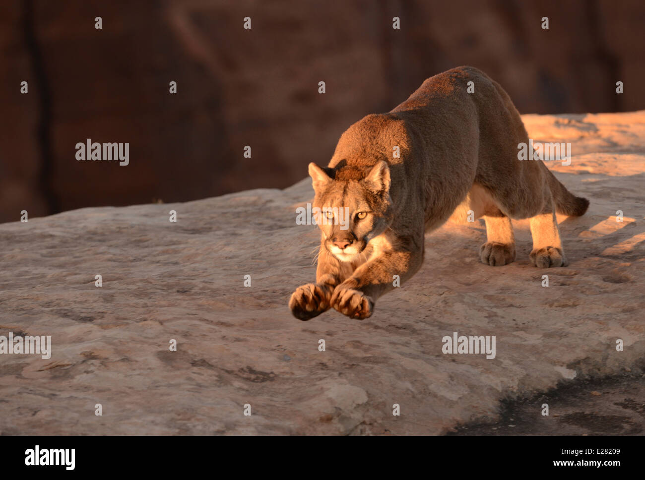 Mountain Lion Pouncing