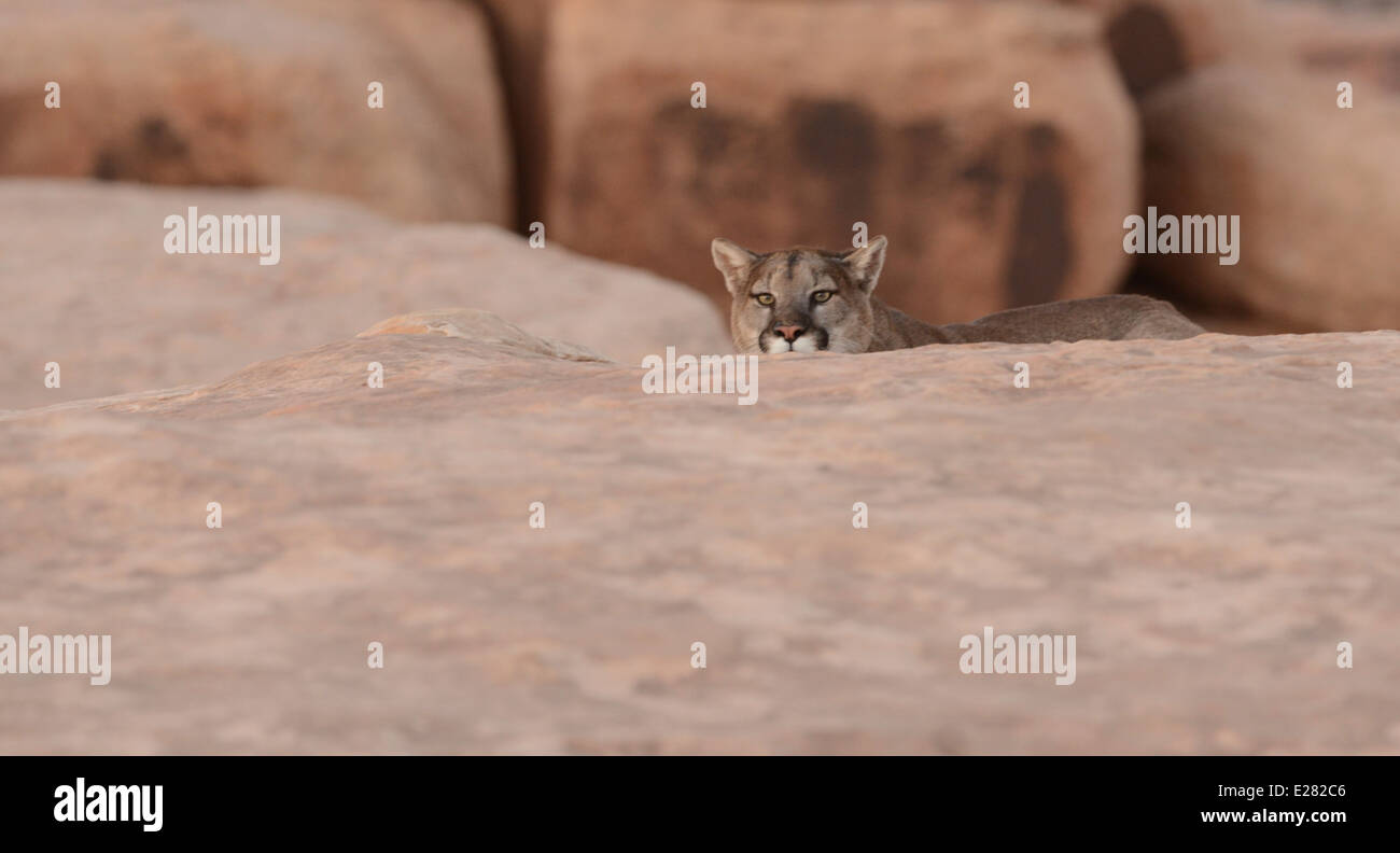 mountain lion looking over rock Stock Photo - Alamy