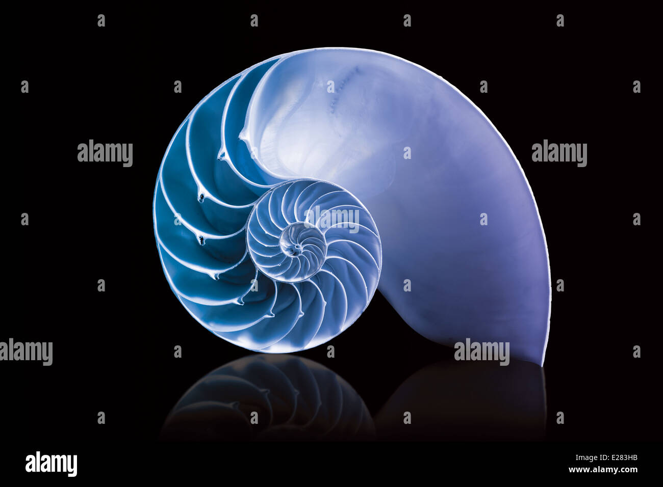 Fibonacci spirals hi-res stock photography and images - Alamy